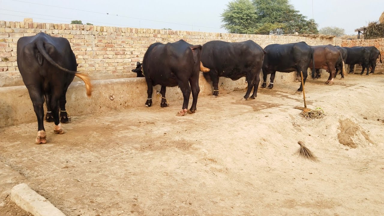 watch nili ravi buffalo for sale in Punjab Pakistan on YouTube/30/11 ...