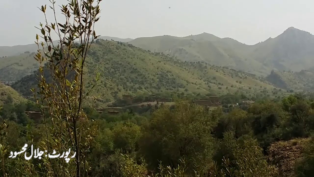 Report on Olive Trees (Zaitoon)ذیتون دوا بھی اور شفا بھی ہے جلال محسود ...