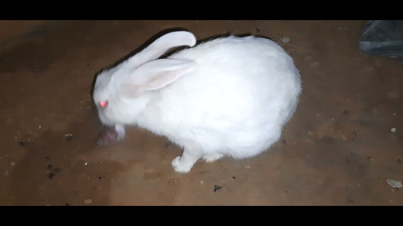 Rabbit pulling out fur from her belly, flanks & chest to make a nest ...