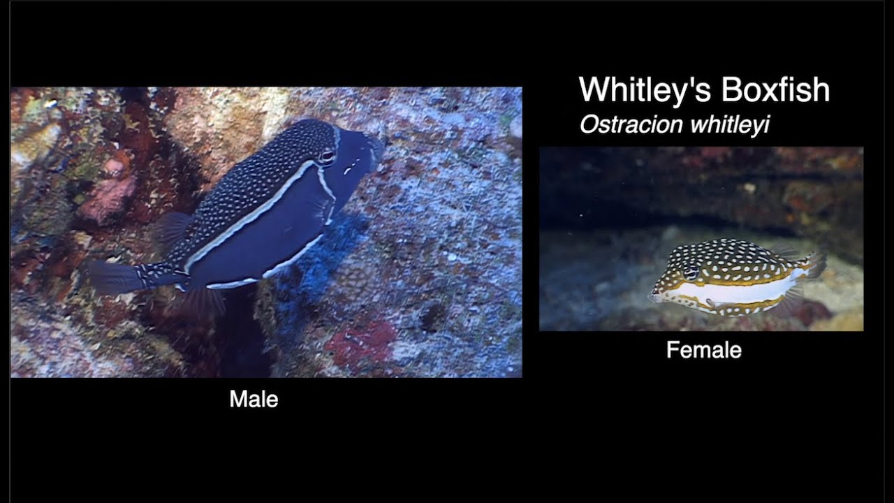 Whitley's Boxfish, Ostracion whitleyi, Hawai'i 2000 - YouTube