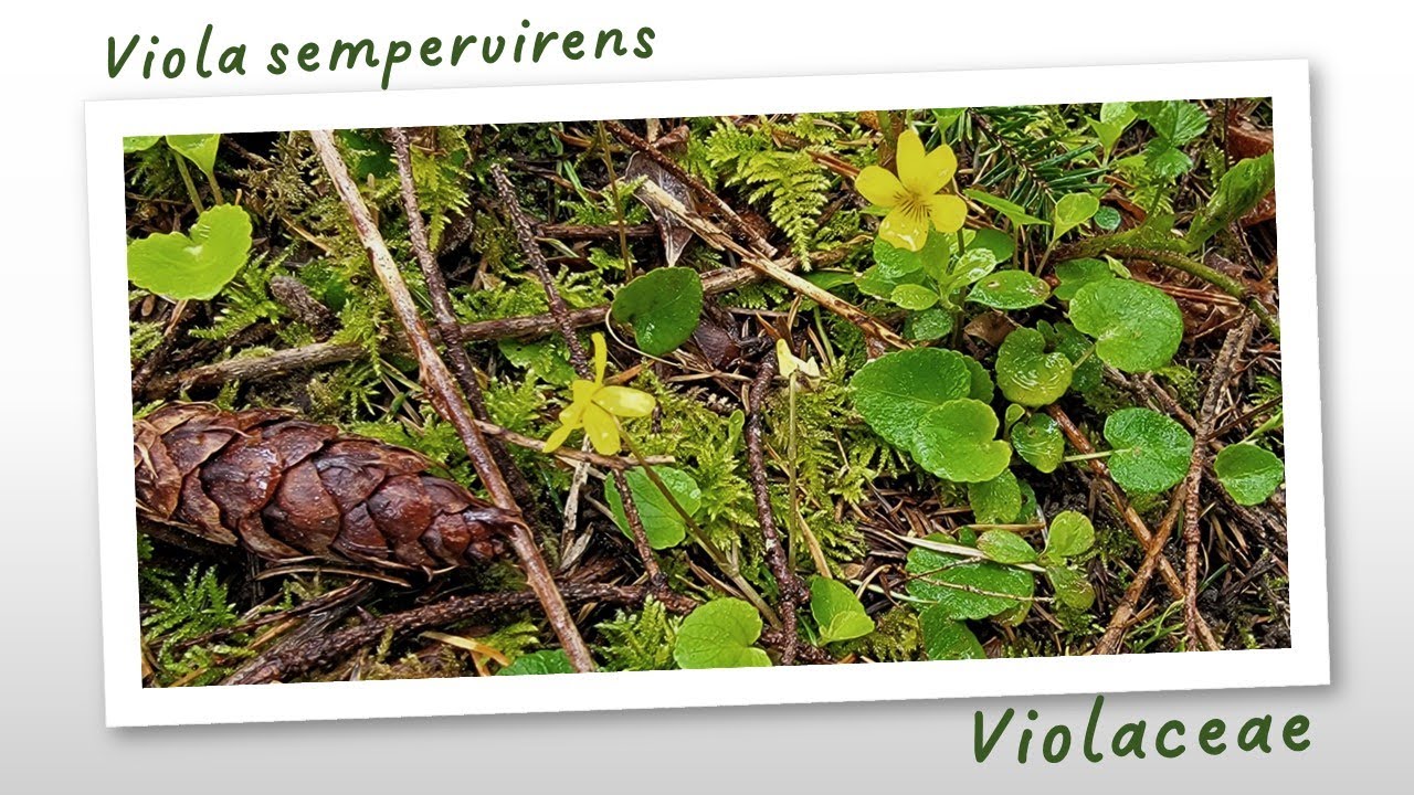 Evergreen Violet a violet with yellow flowers - YouTube