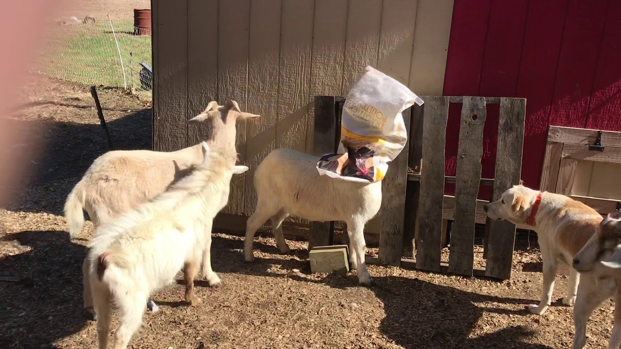 Goat with bag on its head - YouTube