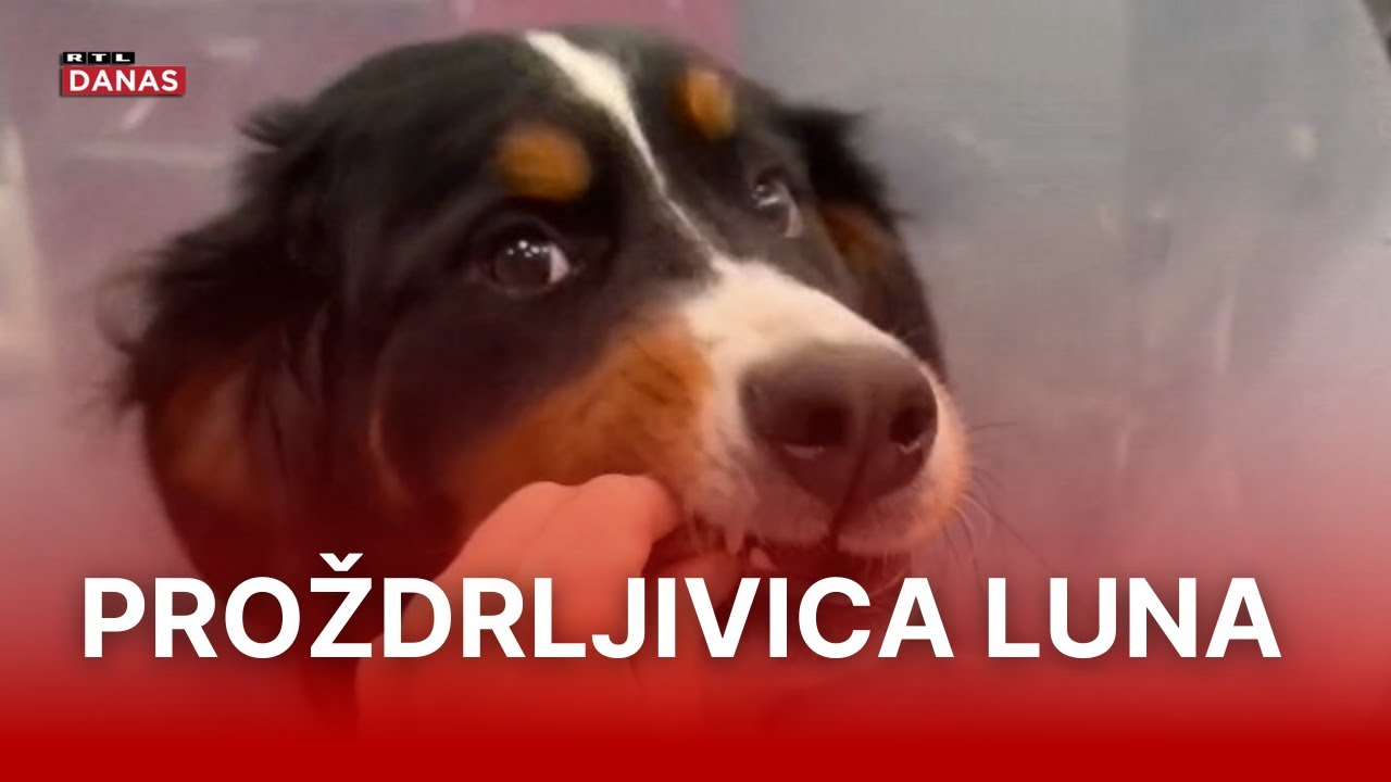 Psi mogu pojesti puno toga, ali ova kujica nadmašila je sve | RTL Danas ...