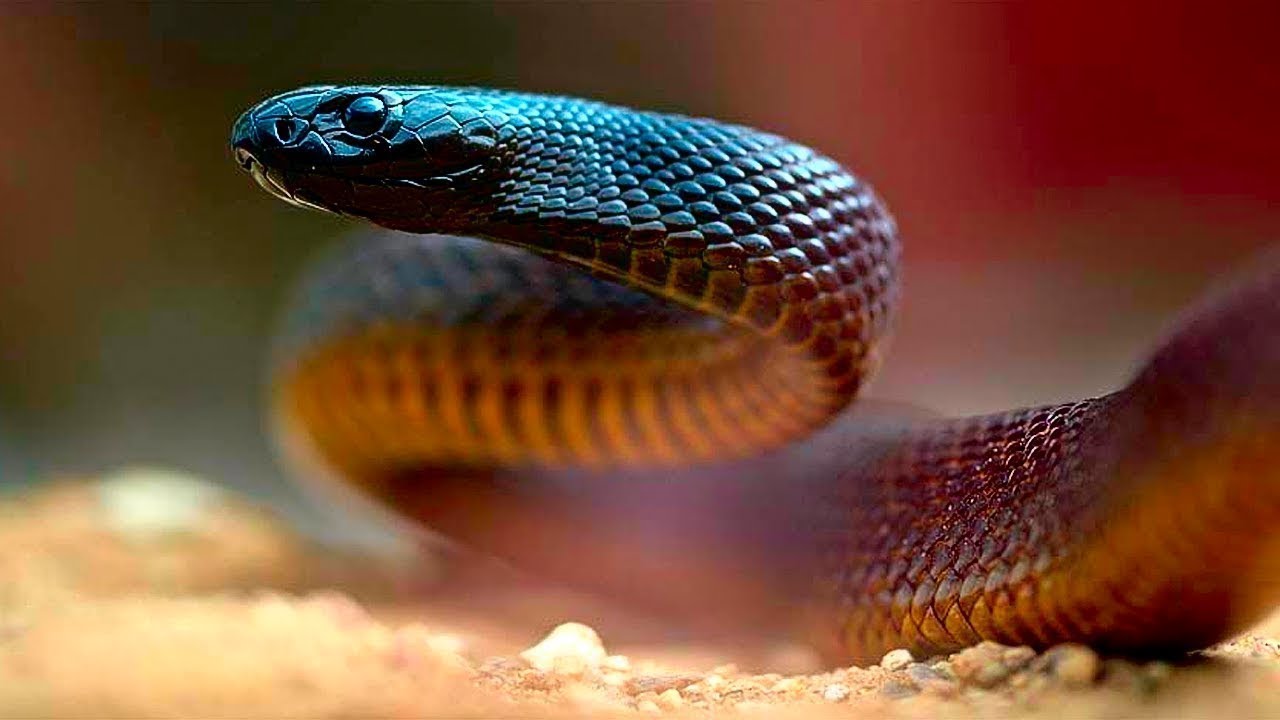 INLAND TAIPAN, the most venomous snake in the world - YouTube