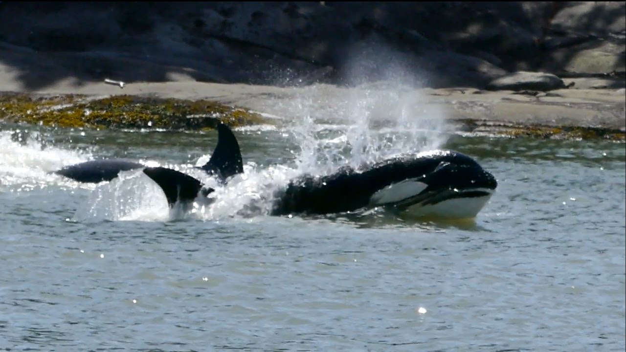 Wild Whales 2014 Highlights - YouTube