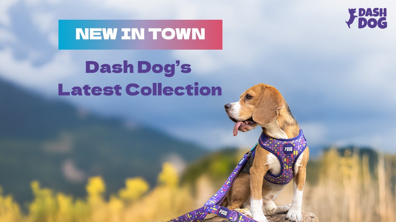Active wear for your dog | Dash Dog - YouTube