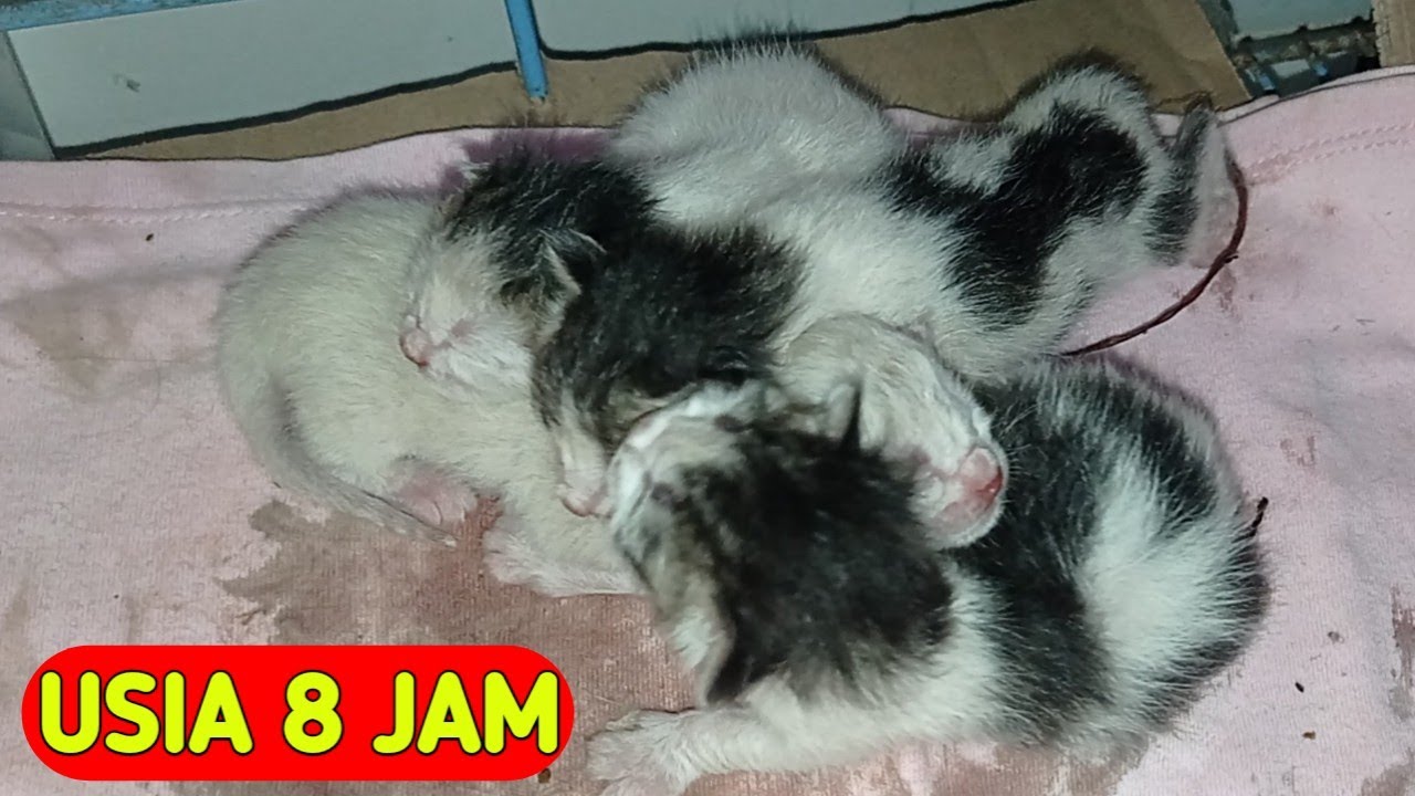 anak kucing baru lahir - YouTube