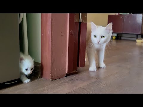 A mother cat calls her white kitten to come with her. Mother cat talks to kitten.