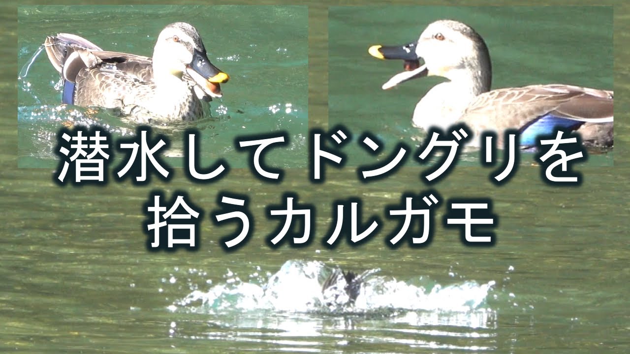 潜水してドングリを拾うカルガモ。Spot-billed ducks diving and picking up acorns. - YouTube
