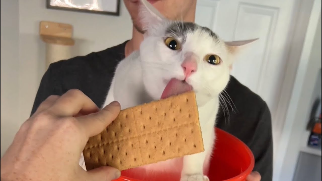 Gandalf the Cat and Her Monday Graham Cracker - October 10th, 2022 ...