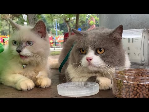 Smart cat Chiko and Bocil adventure in the forest #cats #catlover # ...