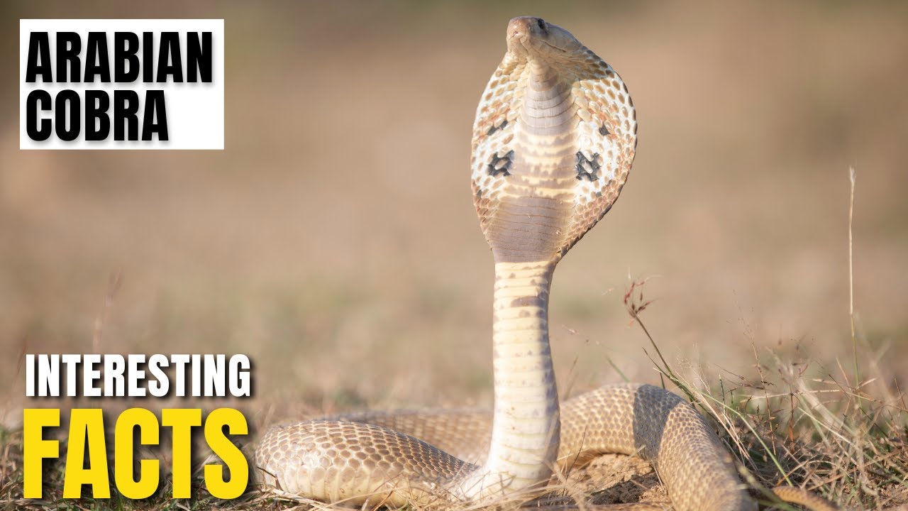 Amazing facts of Arabian cobra | Interesting Facts | The Beast World ...