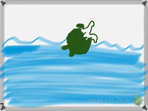 sea turtle respiratory system - YouTube