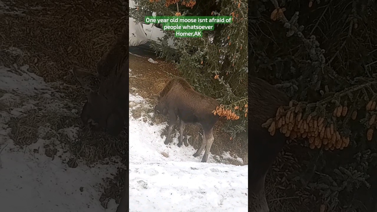 One year old moose isn't afraid of people whatsoever. Homer #AK #moose ...