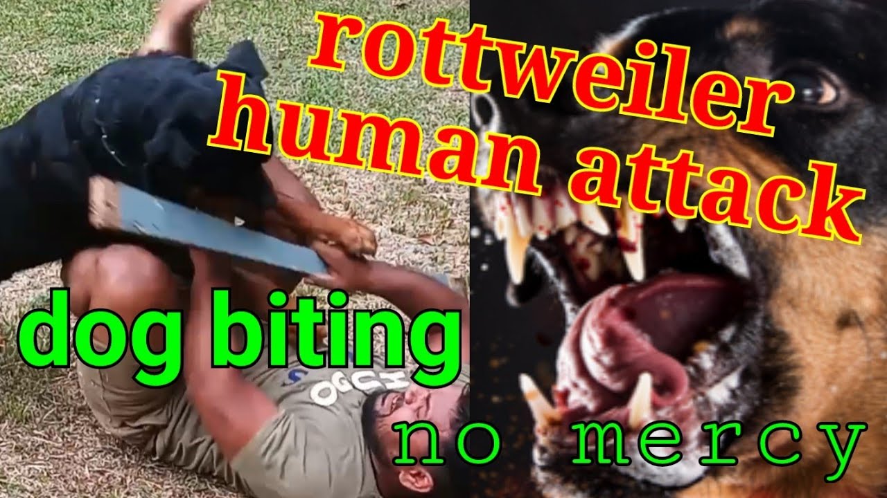 more dangerous rottweiler attacking 😡 no mercy #rottweiler - YouTube