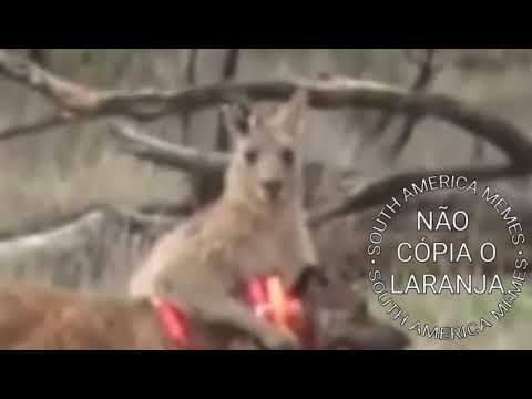 MEME DO CANGURU BOMBADO - YouTube