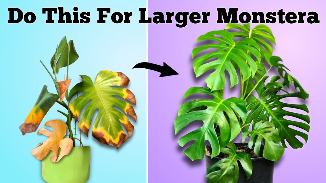 How to Set Your Monstera For Success // Monstera Deliciosa Plant Care ...