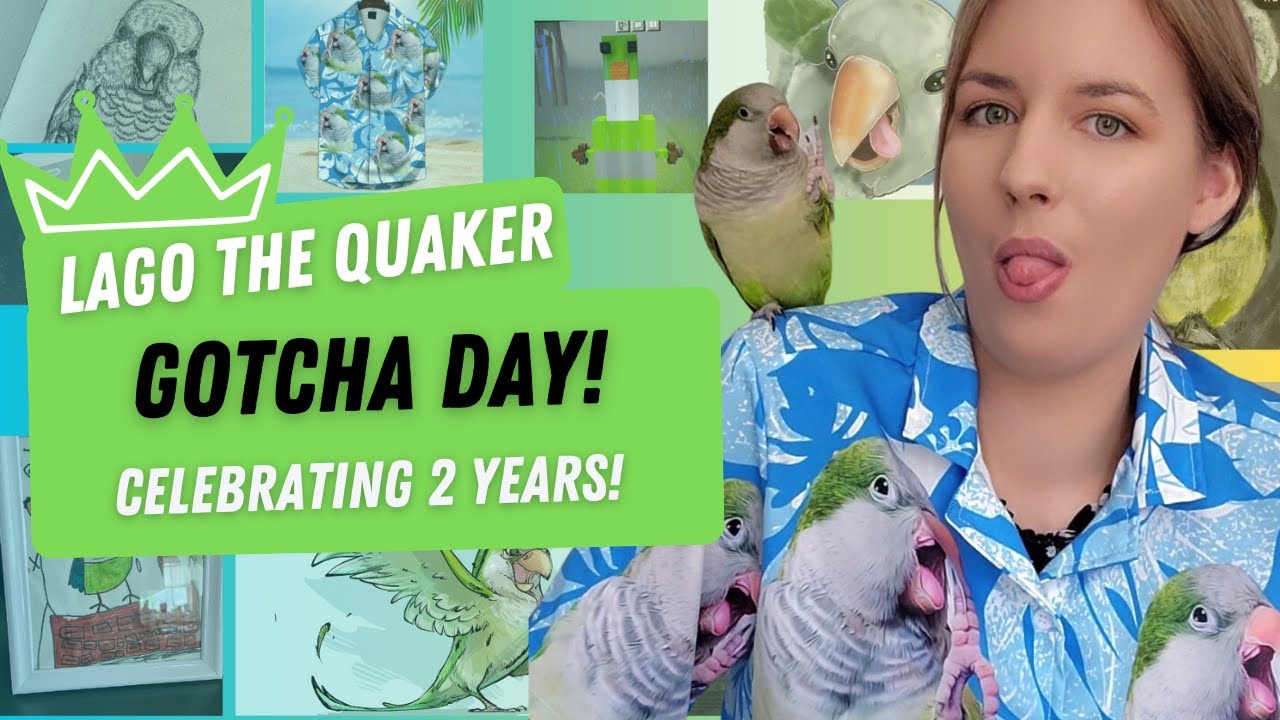 Celebrating Lago the Quaker Parrot's Gotcha Day: Two Years of Unforgettable Moments! - YouTube