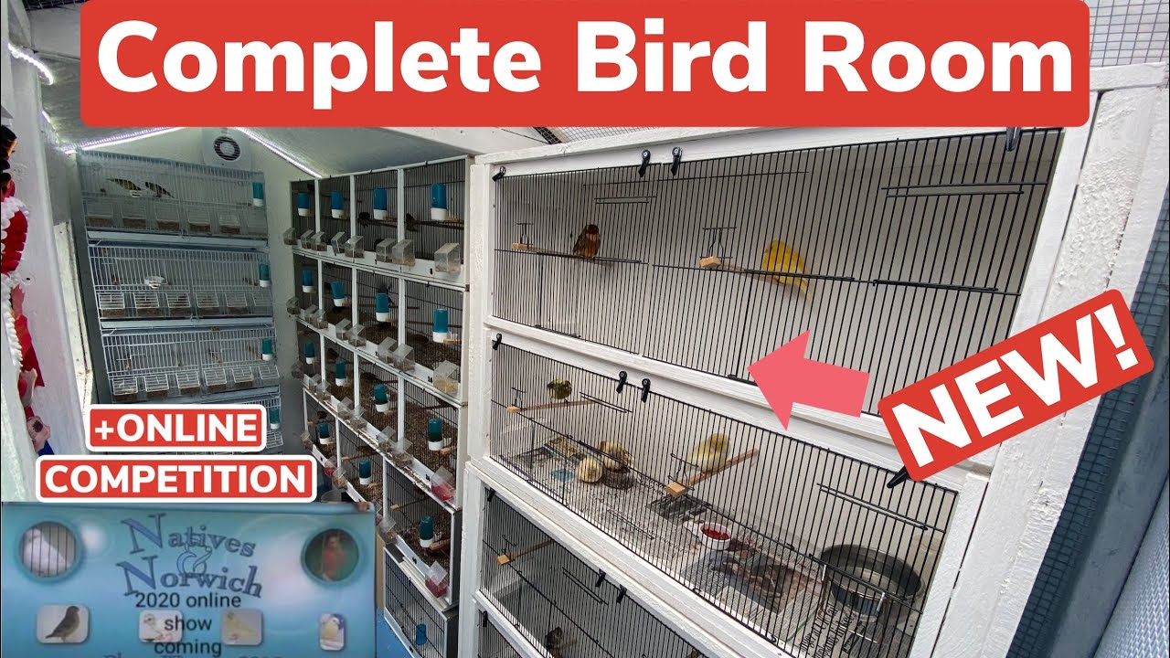*NEW* Cages & Flights, Online Exhibition and Moulting Update | Bird ...