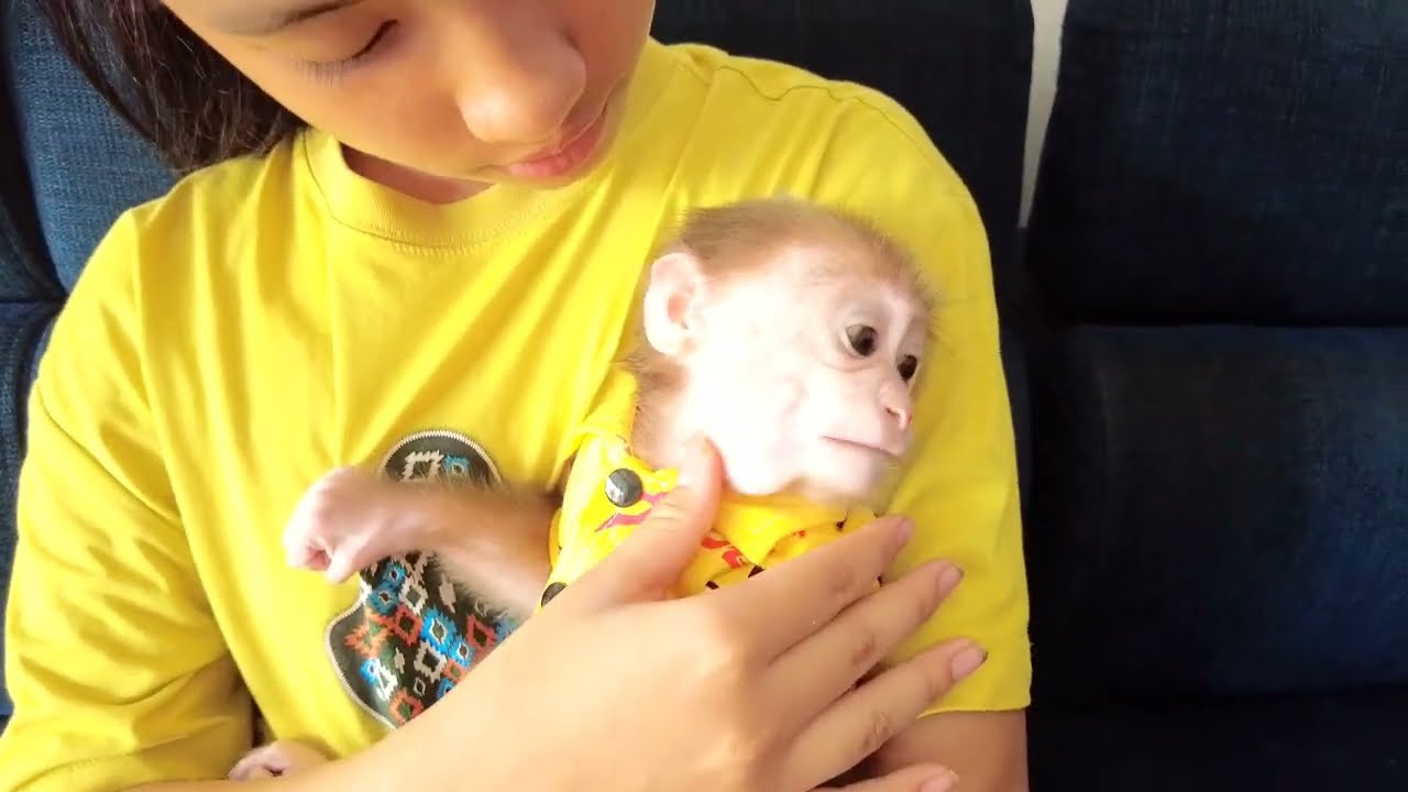So cute, baby monkey Kiti doesn't want to leave his mother, Monkey ...