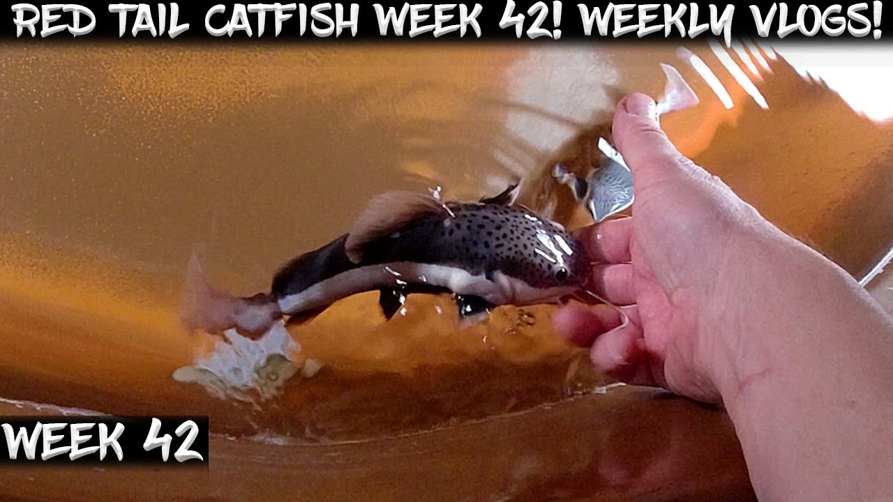 Week 42 - Weekly Red Tail Catfish Vlog! Watch them Grow! - YouTube