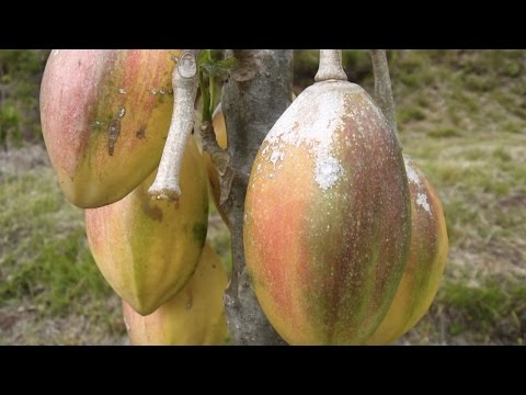 How to hand pollinate Papayuelo Fruit Trees - YouTube