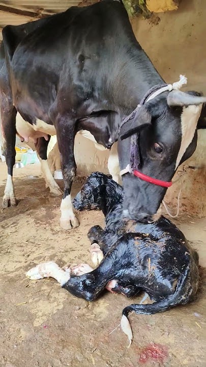 Just New born baby cow#HF calf#cattle farm - YouTube