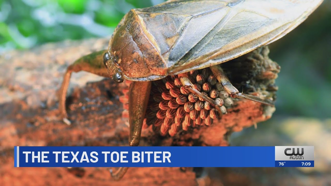 Nightmare fuel: Introducing the Texas Toe-Biter - YouTube