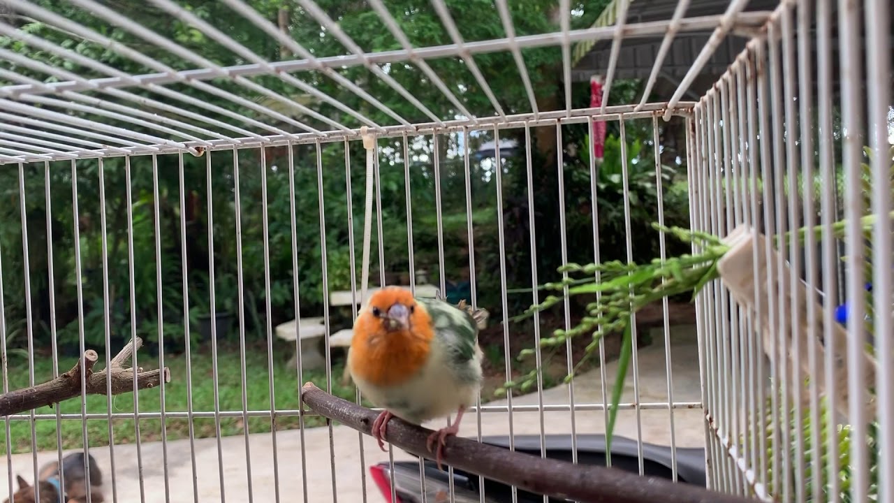 Pie Sea Green Parrot Finch Youtube