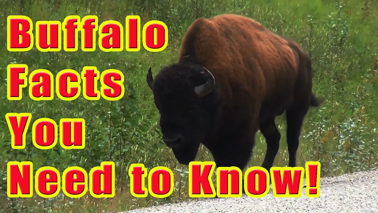 Fascinating Facts About Buffalo You Need to Know! - YouTube