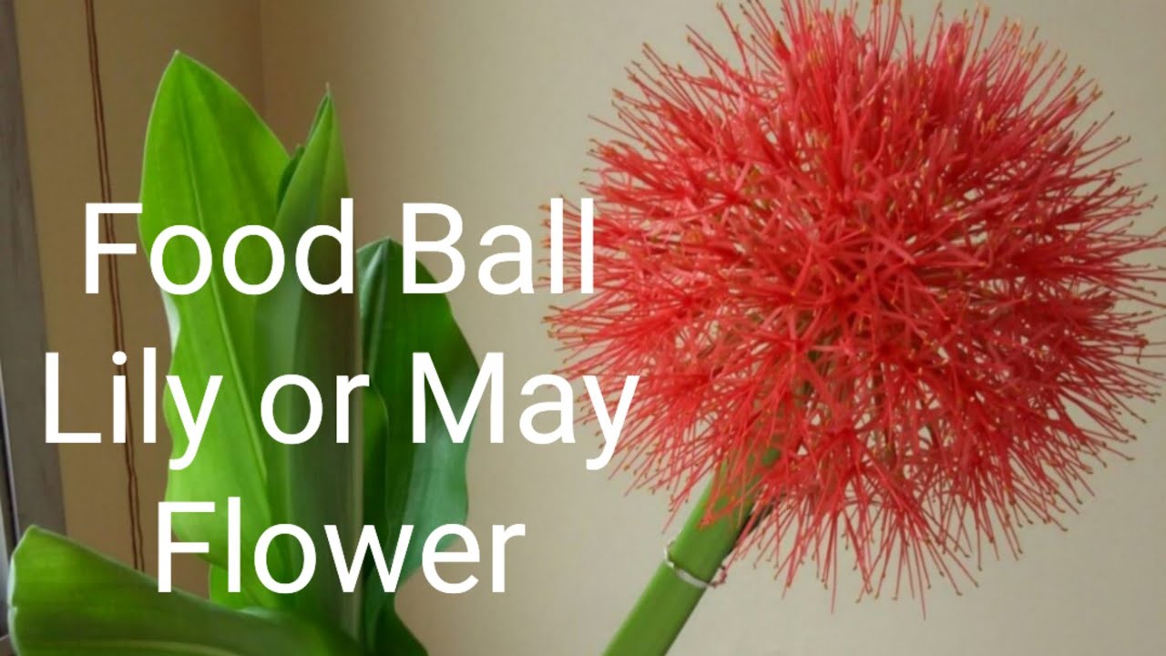 Food ball lily ,Ball lily or May flower care - YouTube