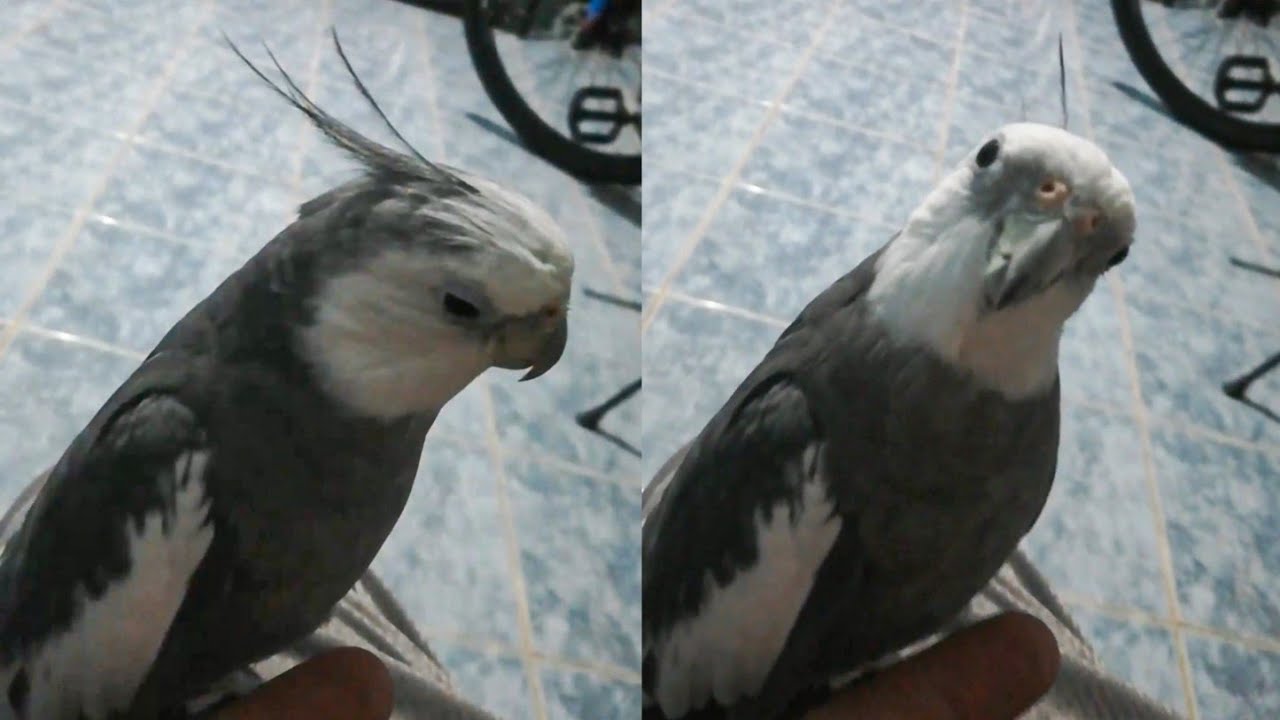 Cockatiel Loves Singing Happy Birthday Song🥳 - YouTube