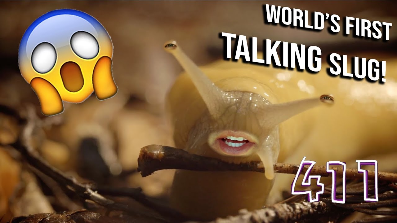 411 // World's first TALKING slug?! // August 14-15 - YouTube