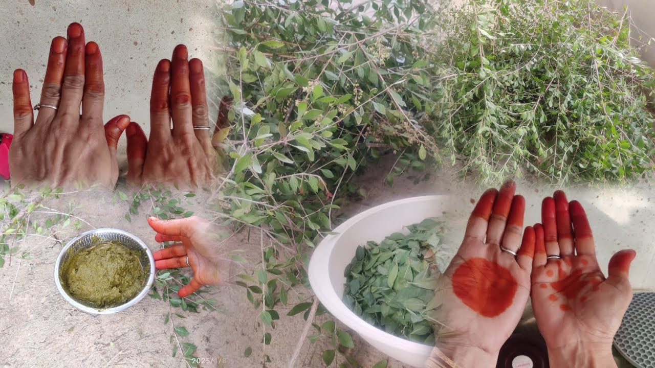Home Gardening #Henna plant #Harvesting henna leaves #മൈലാഞ്ചി ചെടി ...