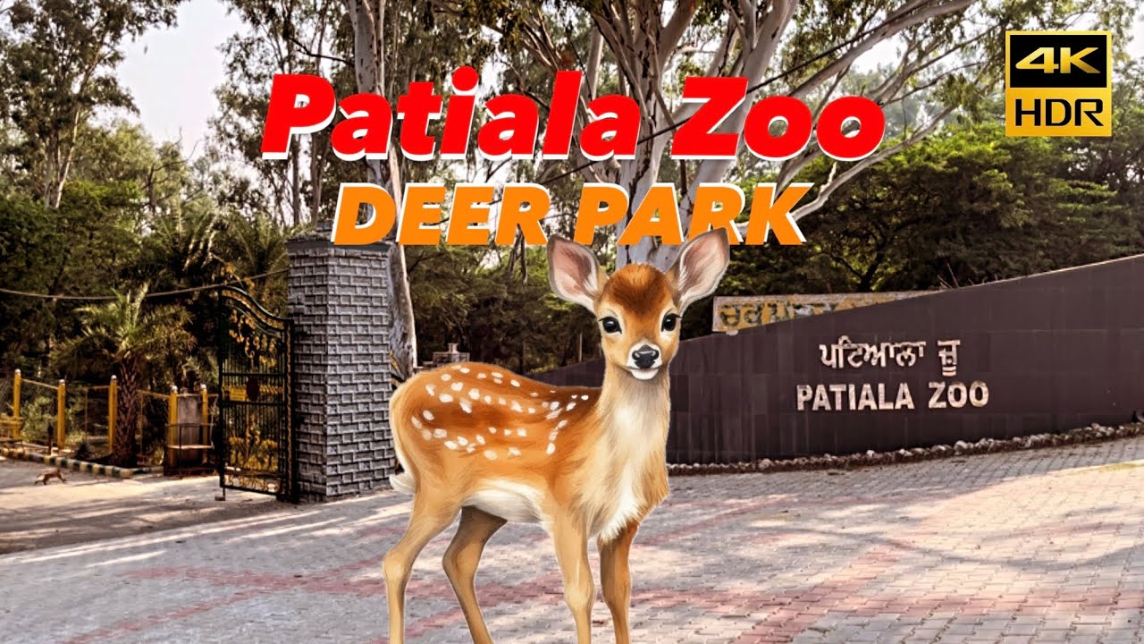 The Patiala Zoo | Deer Park | Family Place in Patiala, 4k HDR 2023 ...