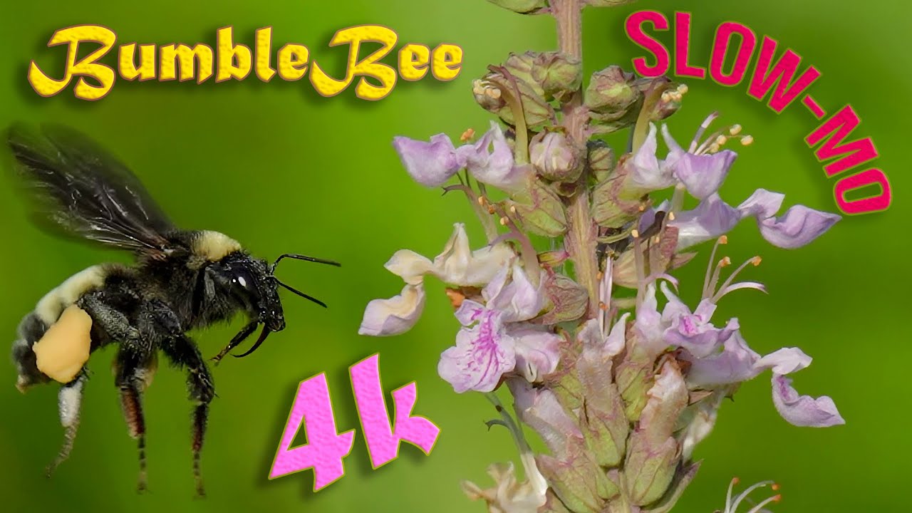 Closeup and Slow Motion of BumbleBee being a busy little bee! - YouTube