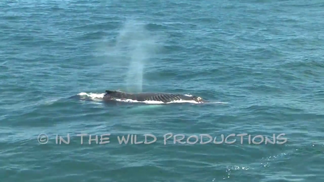 Humpback Whale Scar Footage 120039 - YouTube