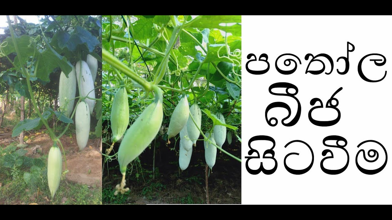 පතෝල බීජ සිටවීම Planting of sank groud seeds pathola wagawa Home ...