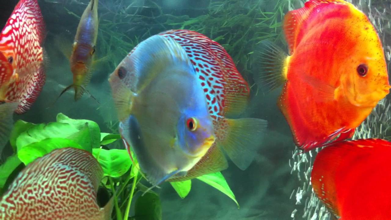 Stendker Discus in my Grow Out Tank - YouTube