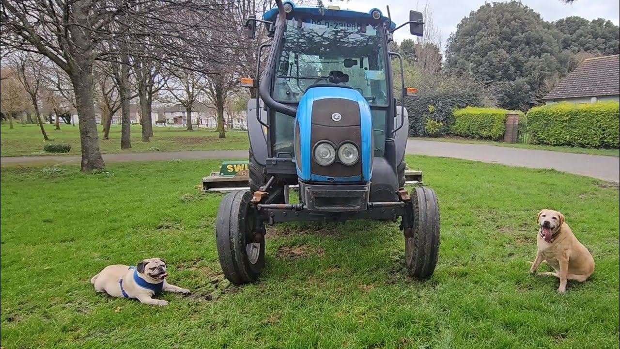 Pug Kingsley and Labrador Sandy, out having a great time on their walk ...