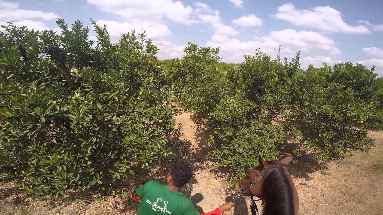 El Kabayo Horse Back Riding - YouTube