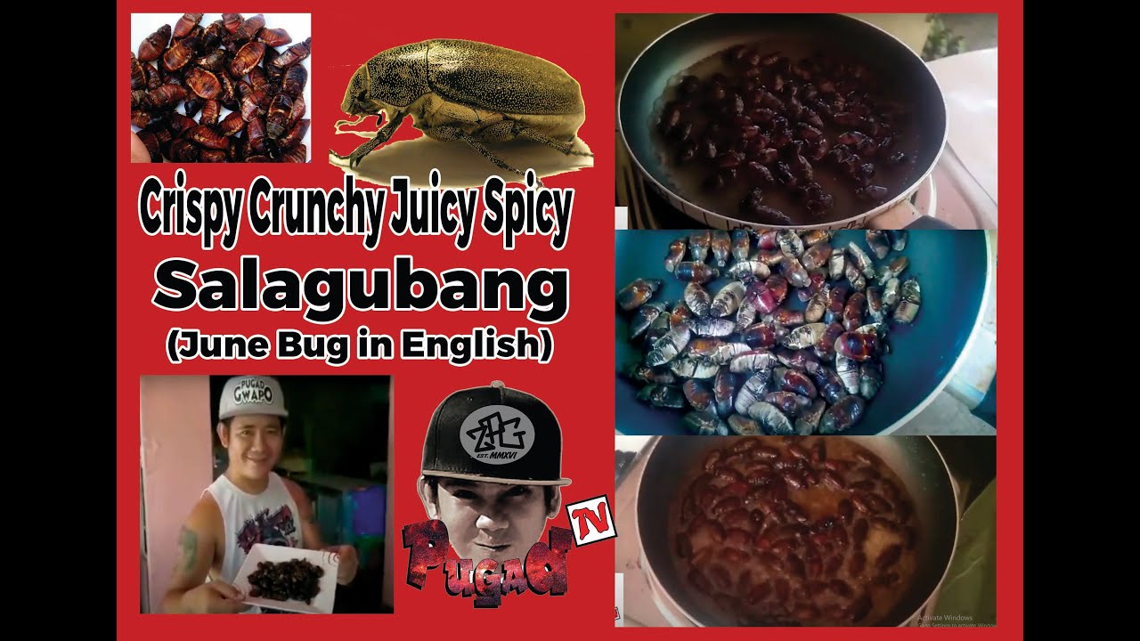 How to Catch and Cook Exotic Food : Salagubang or Sibaweng.. Crispy ...