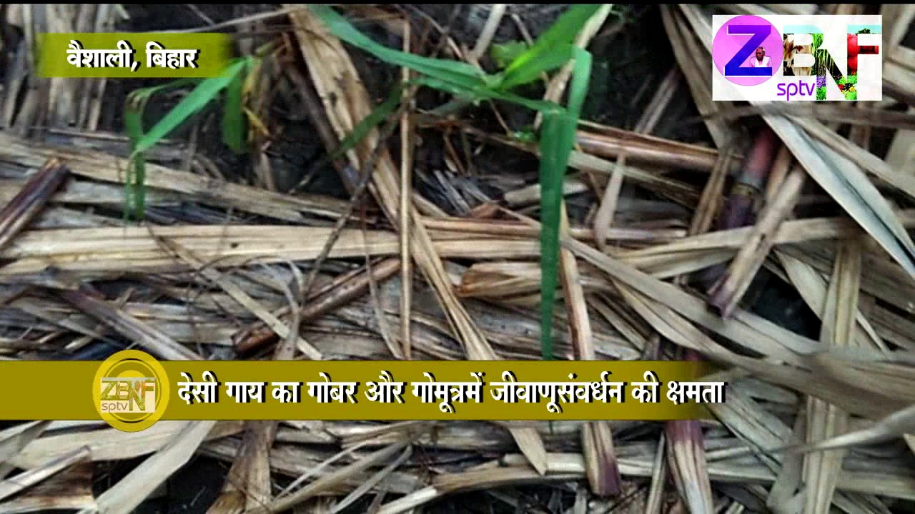 ZBNFSPTV : 1 gram cow dung is equal to 300 crore bactria bactarial ...