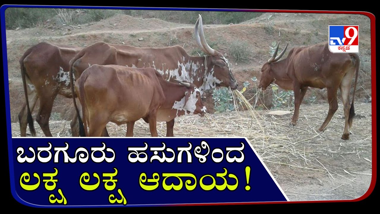 Bargur Cattle Farmer Earn Lakhs Of Rupees Income Per Year In ...