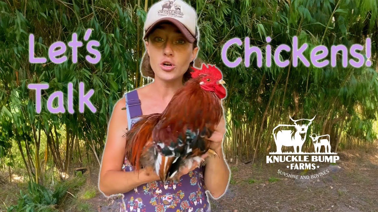 Let's Talk Chickens! - YouTube