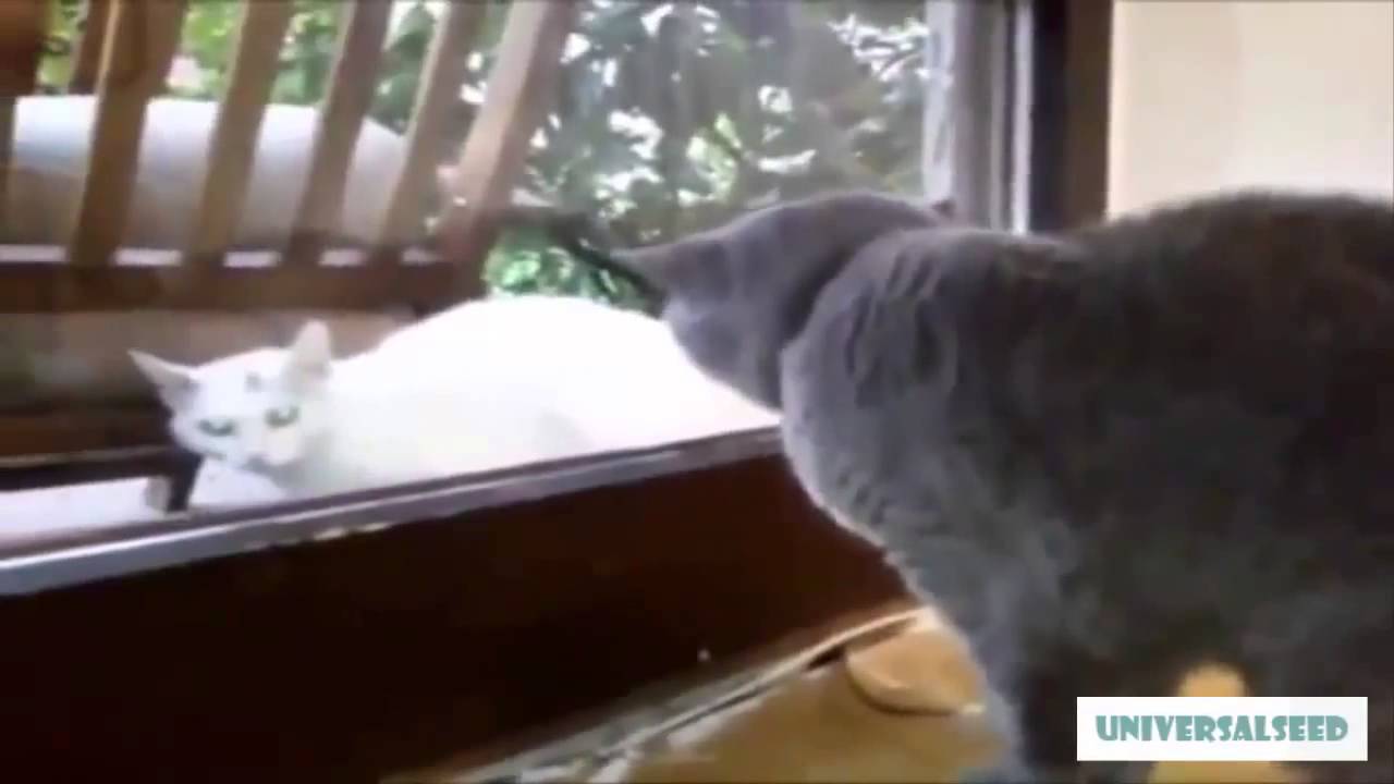New Funny cats ever - Funny cats meowing compilation - Funny cats - YouTube