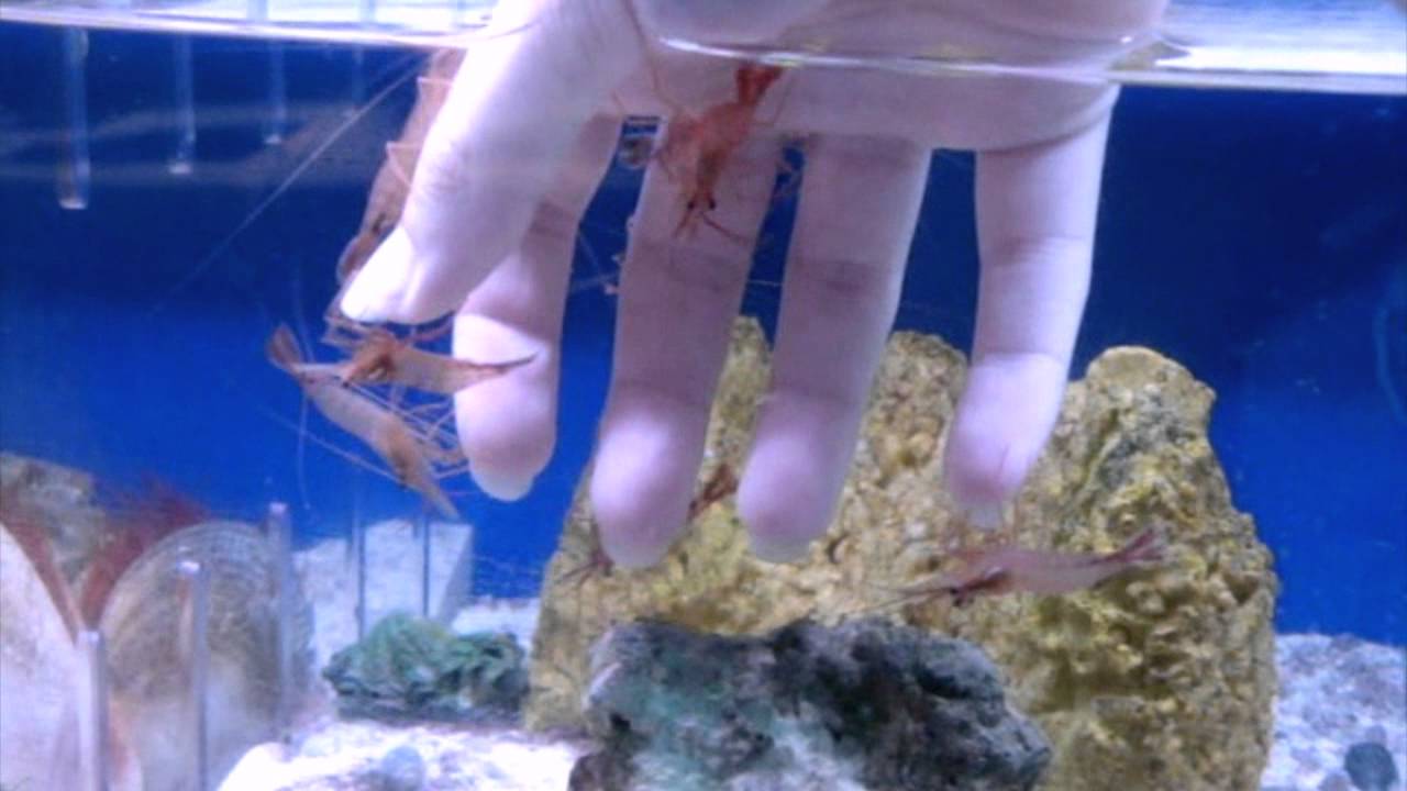 Shrimp cleaning my hand - YouTube