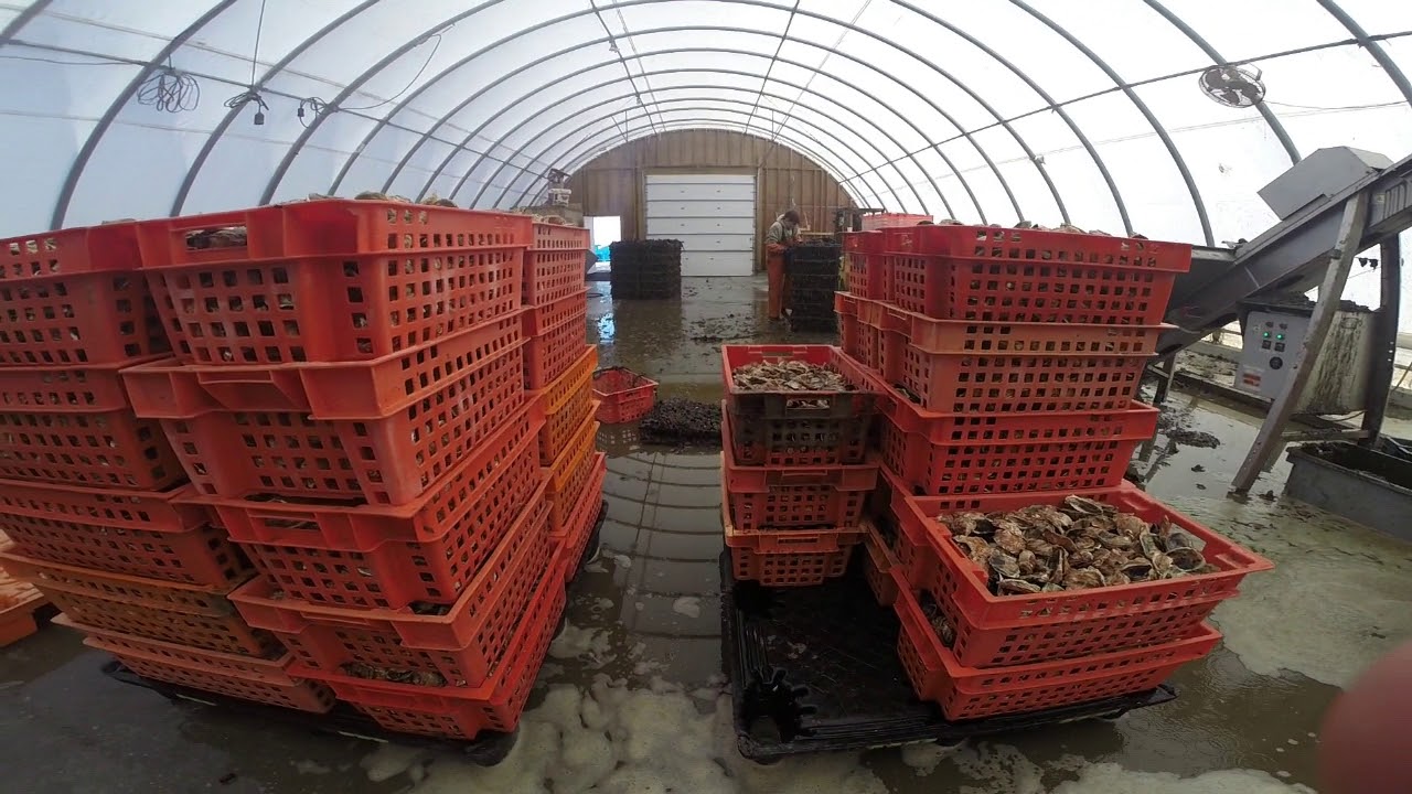 Salt Water Farms oyster farming - YouTube