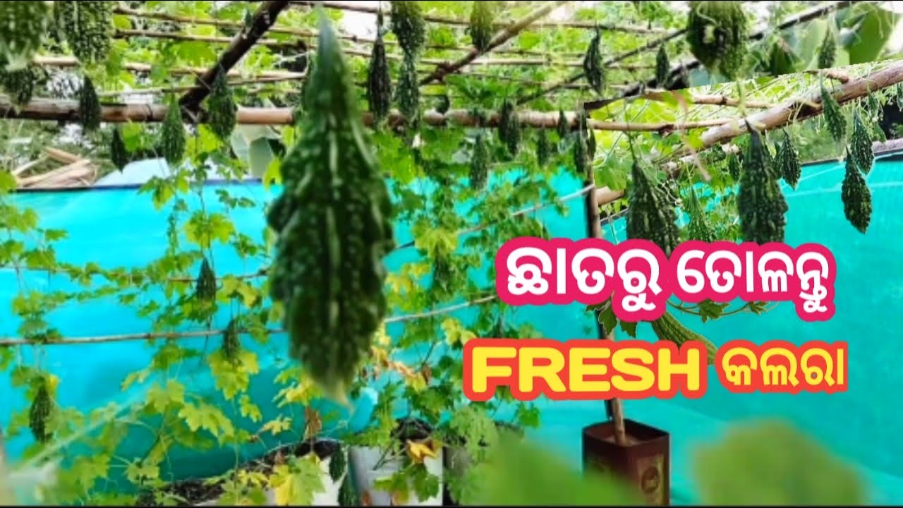Bitter gourd farming new unique idea at rooftop | vegitable garden at ...