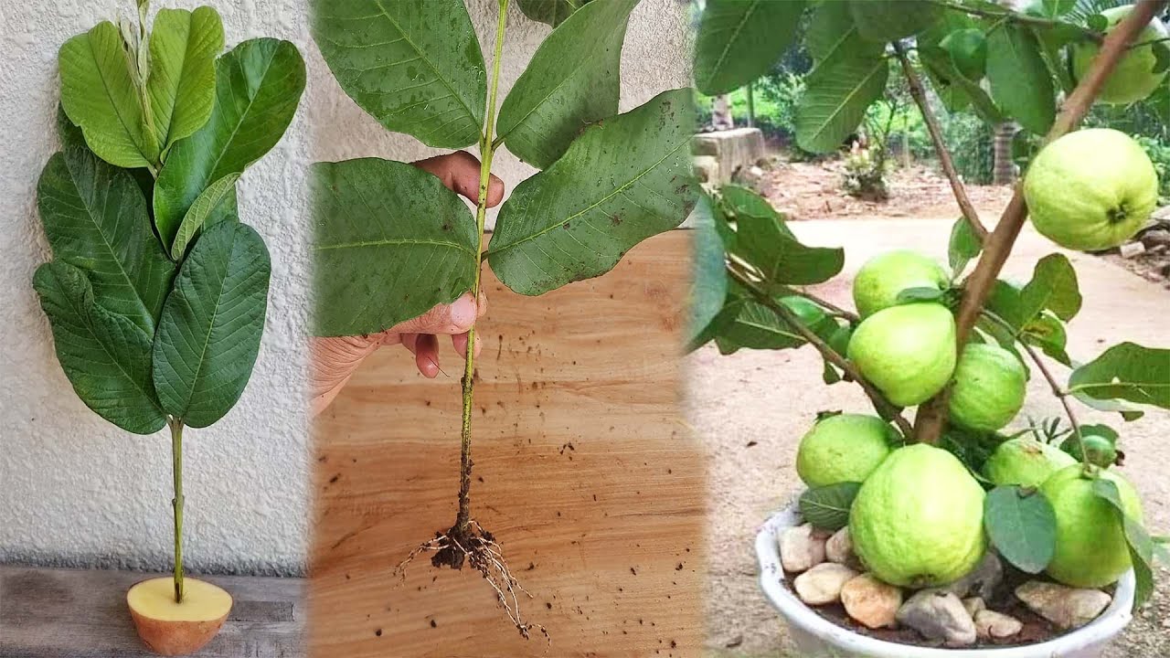 Guava growing from cut with potatoes l great rooting method Experiment ...